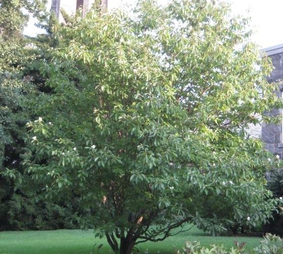 Photo of the entire plant of Franklin Tree (Franklinia alatamaha ...