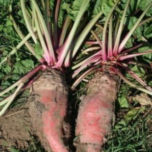 Beet (Beta vulgaris 'Mammoth Red Mangel') in the Beets Database ...