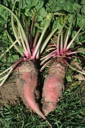 Beet (Beta vulgaris 'Mammoth Red Mangel') in the Beets Database ...