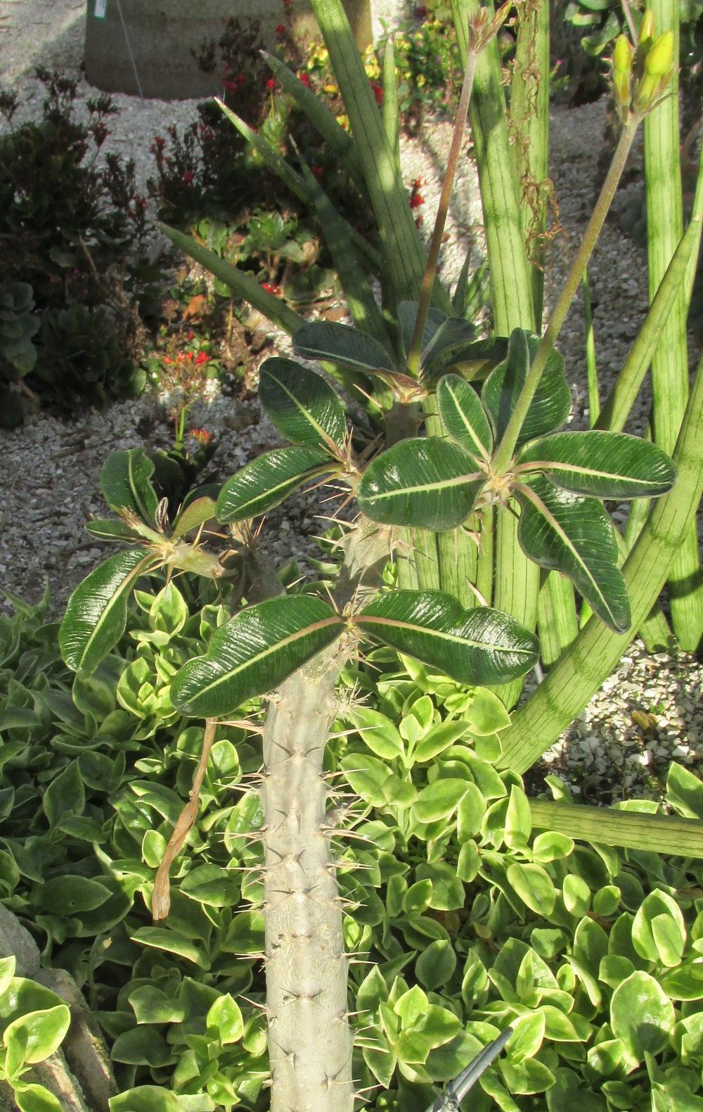 Photo of the entire plant of Elephant's Foot Plant (Pachypodium ...