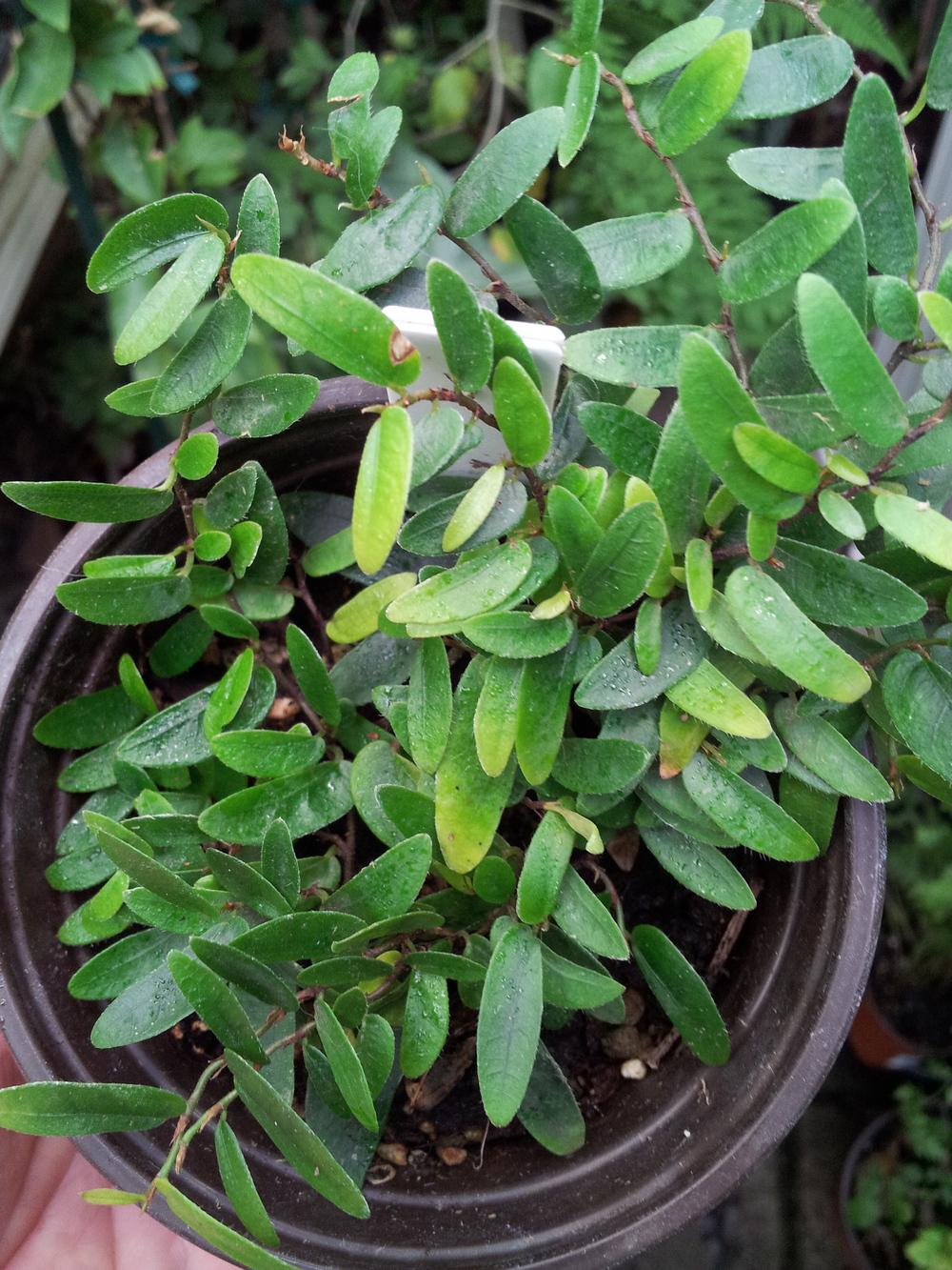 Lance Leaf Fig (Ficus punctata 'Panama') - Garden.org