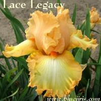 Photo of the bloom of Tall Bearded Iris (Iris 'Lace Legacy') posted by ...