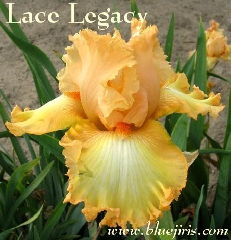 Photo of the bloom of Tall Bearded Iris (Iris 'Lace Legacy') posted by ...