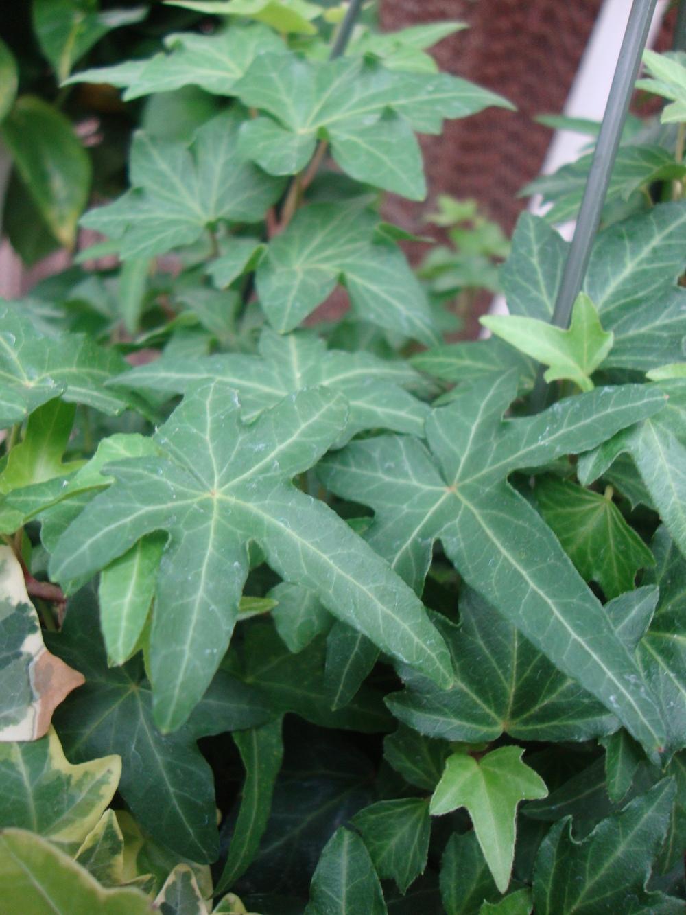 Photo of the leaves of English Ivy (Hedera helix 'Asterisk') posted by ...