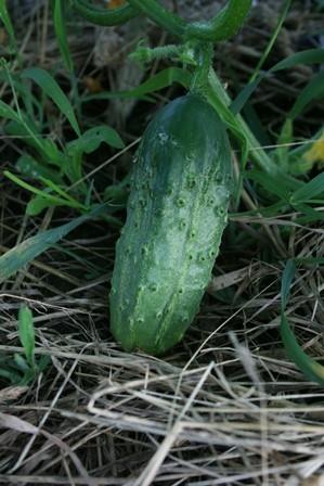 Cucumber (Cucumis sativus 'Chicago Pickling') in the Cucumbers Database ...
