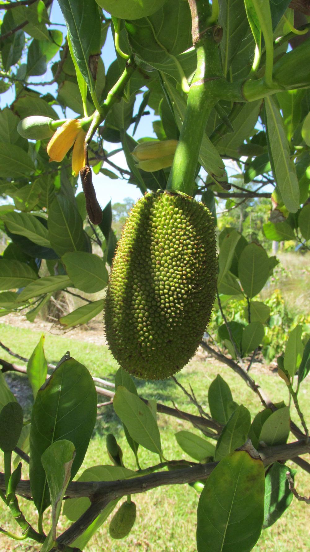Cempedak (Artocarpus integer) - Garden.org