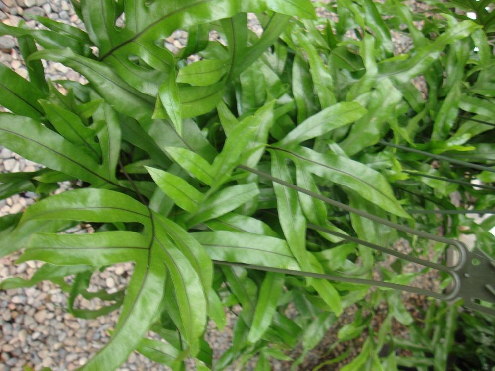 Photo of the leaves of Kangaroo Paw Fern (Lecanopteris pustulata subsp ...