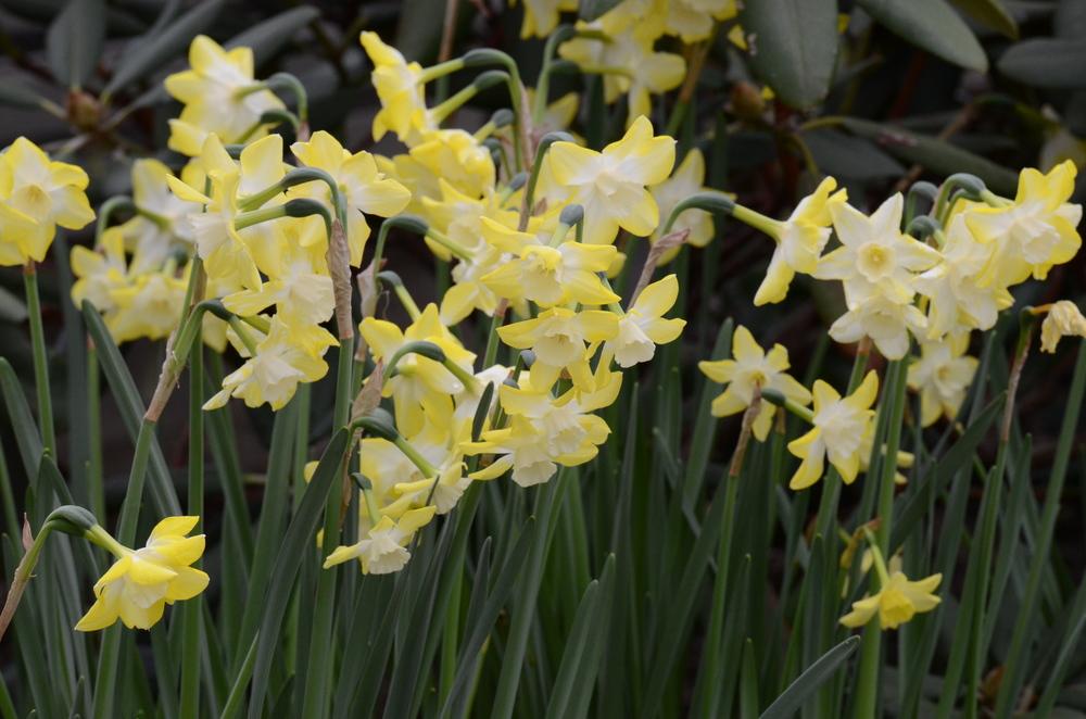Photo of the bloom of Miniature Jonquilla Daffodil (Narcissus 'Pipit ...