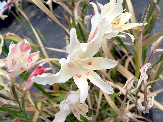 Waved-flowered Corn-flag (Gladiolus undulatus) in the Gladiolus ...