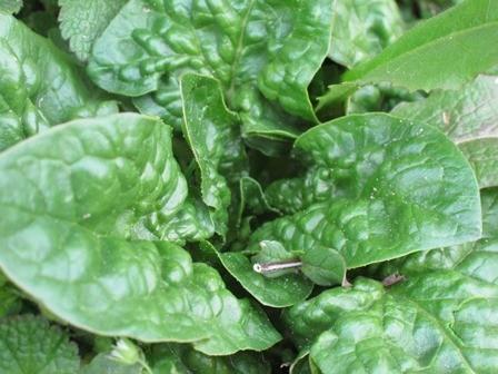 Spinaches: Plant Care and Collection of Varieties - Garden.org