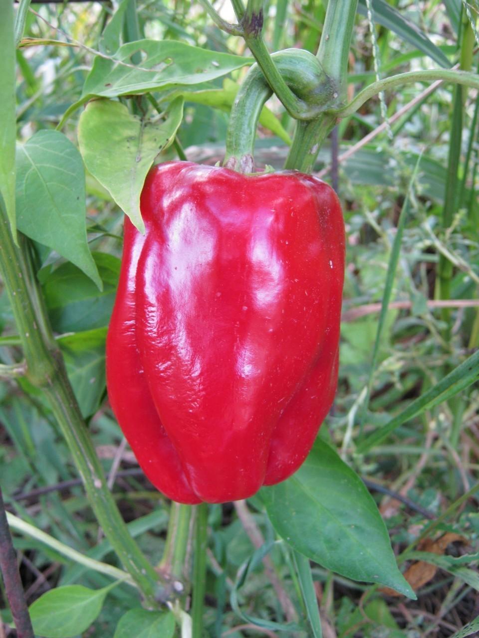 Sweet Pepper (Capsicum annuum 'Buran') in the Peppers Database - Garden.org
