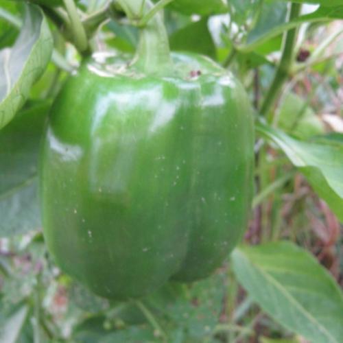 Bell Pepper (Capsicum annuum 'Jupiter') in the Peppers Database ...