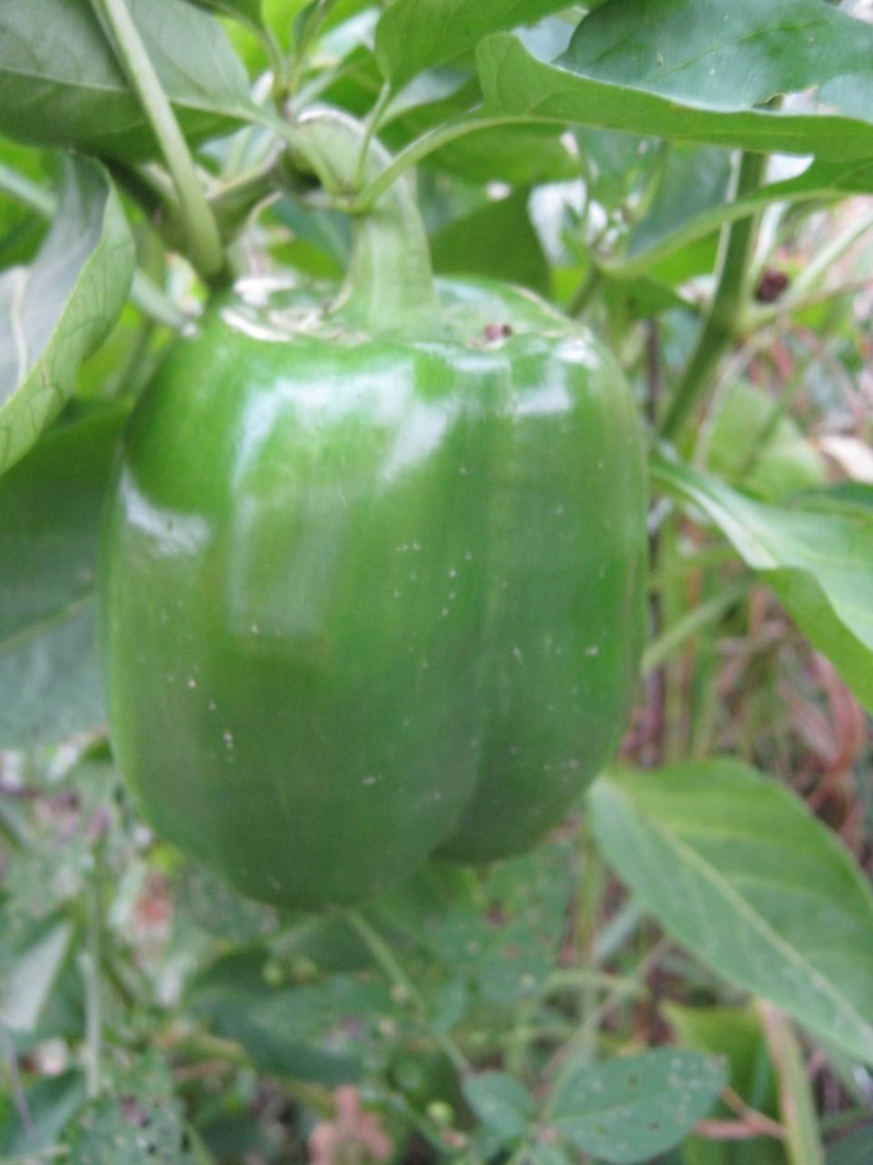 Bell Pepper (Capsicum annuum 'Jupiter') in the Peppers Database ...