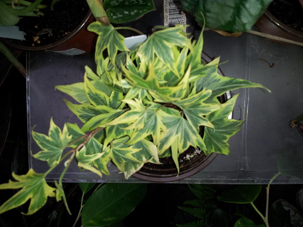 Photo of the entire plant of English Ivy (Hedera helix 'Yellow Ripple ...