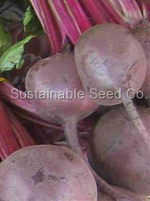 Beet (Beta vulgaris 'Lutz Green Leaf') in the Beets Database - Garden.org