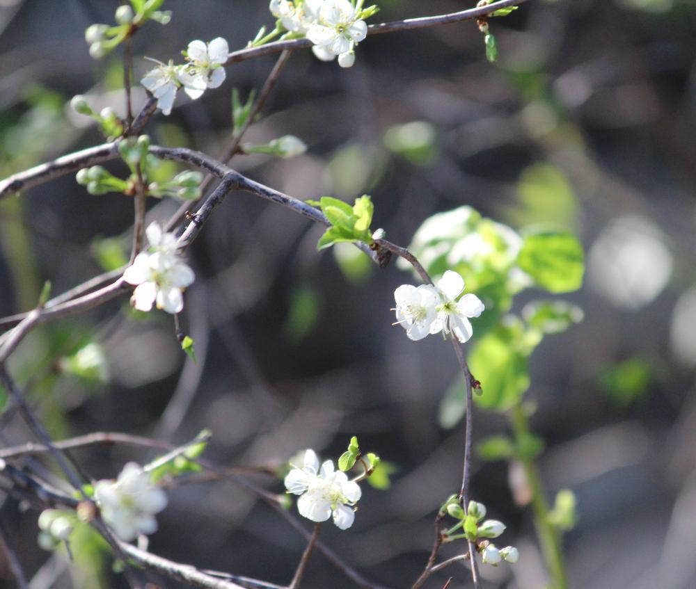 Creek Plum (Prunus rivularis) in the Plums Database - Garden.org