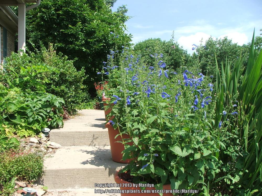 Salvia patens 'Blue Angel' in the Agastache and Salvias forum - Garden.org
