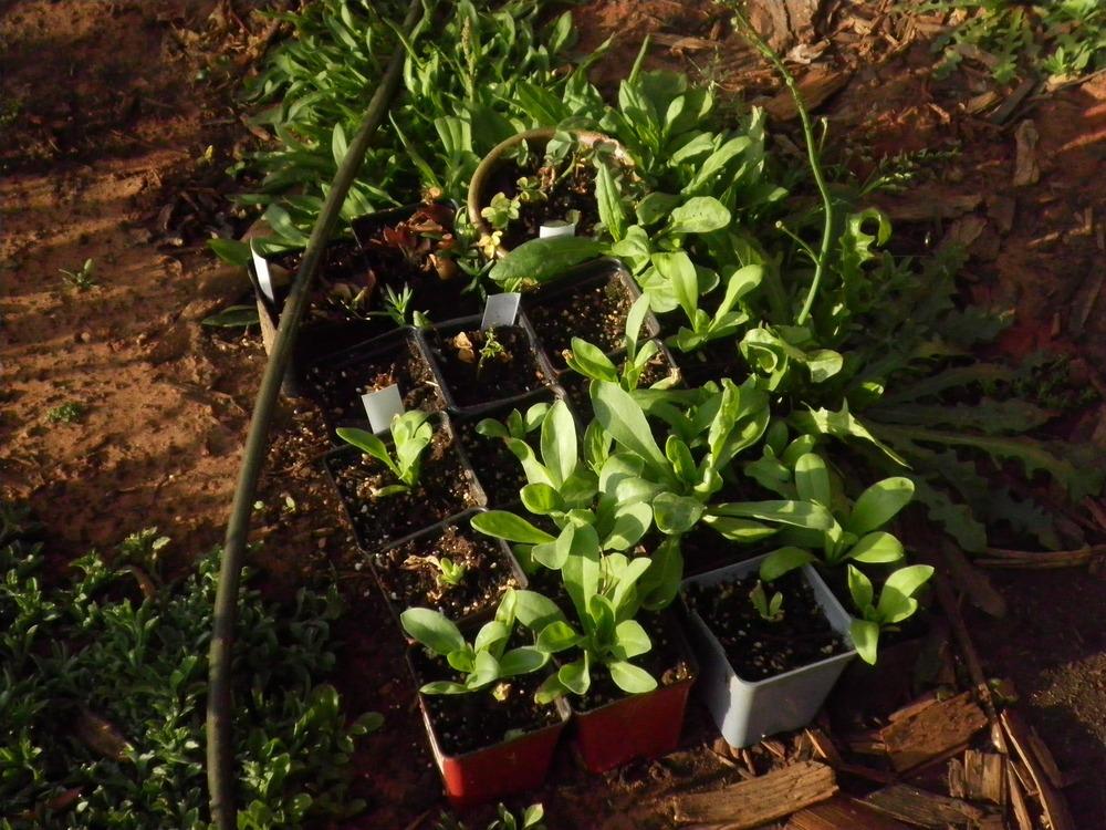 Trish's blog - Garden.org