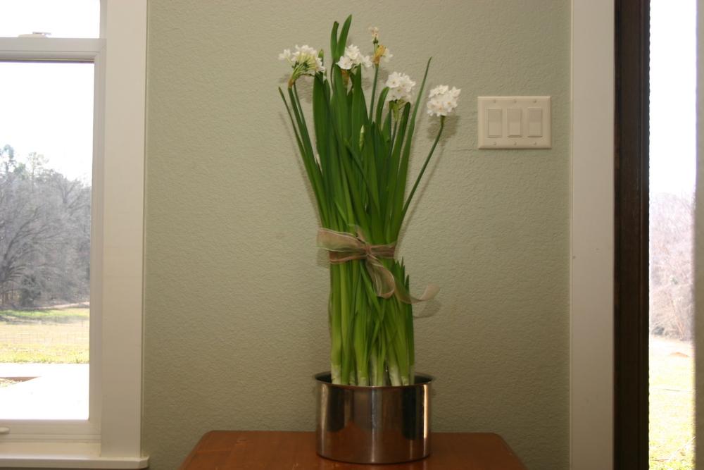 Trish's blog - Garden.org