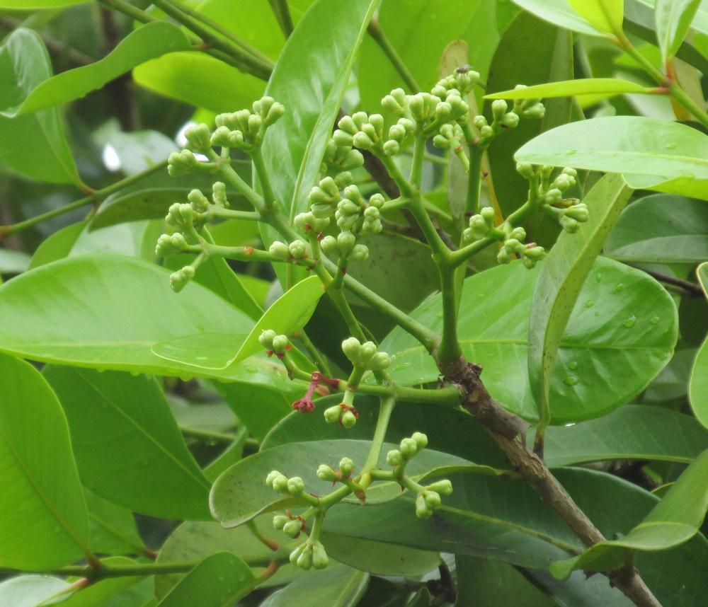 Syzygium forte - Garden.org