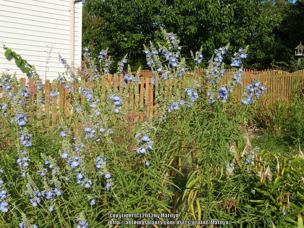 Photo of the bloom of Blue Sage (Salvia azurea 'Nekan') posted by ...