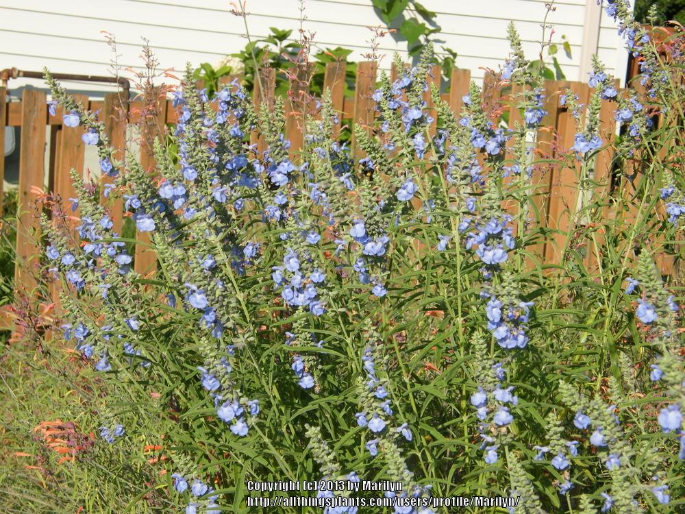 Photo of the bloom of Blue Sage (Salvia azurea 'Nekan') posted by ...