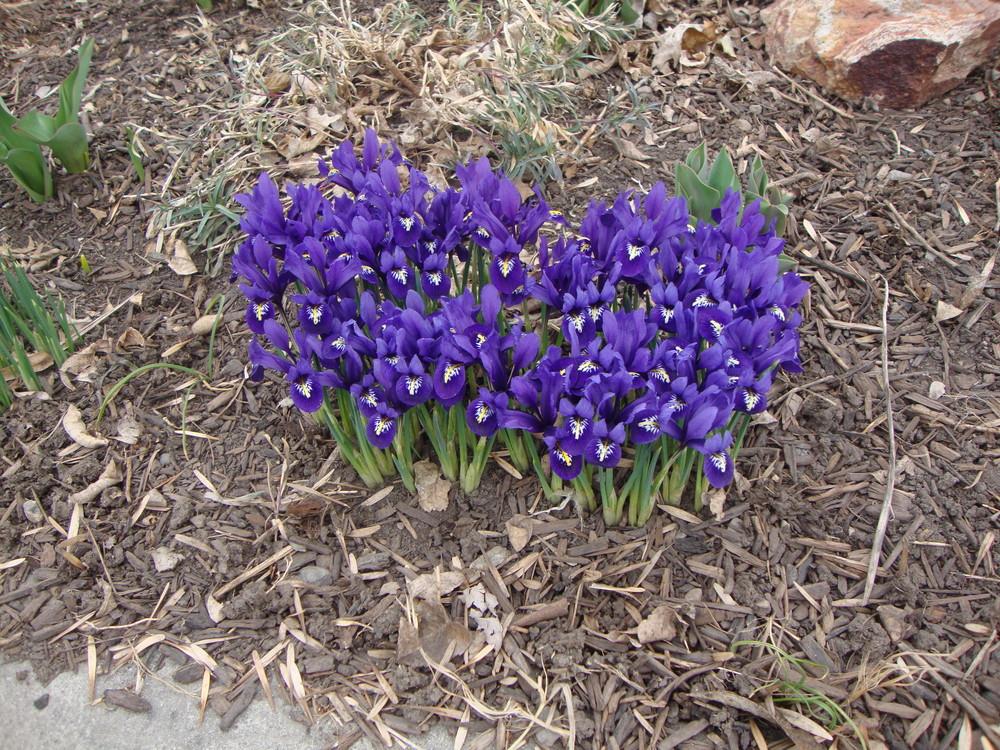Photo of the entire plant of Reticulated Iris (Iris reticulata) posted ...