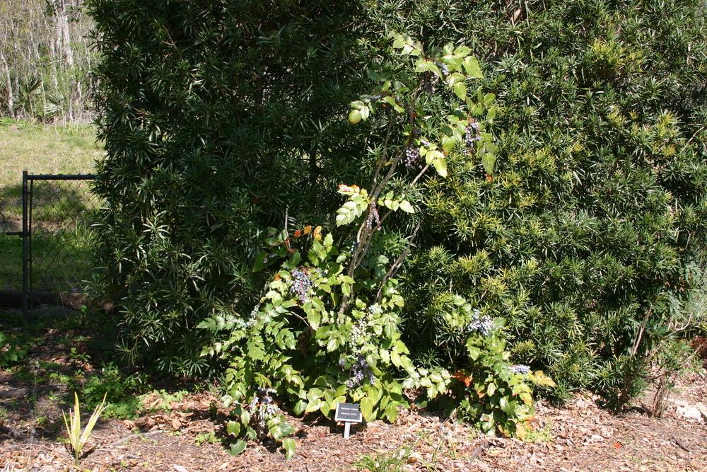 Chinese Mahonia (Mahonia fortunei) - Garden.org