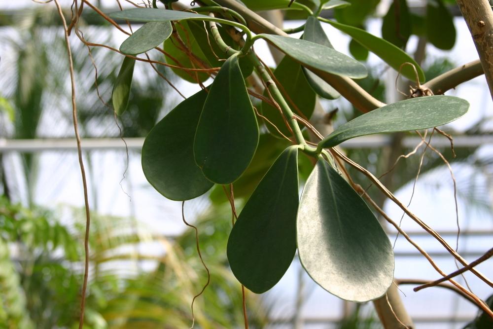 Autograph Tree (Clusia rosea 'Compacta') - Garden.org