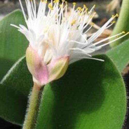 Haemanthus humilis subsp. hirsutus - Garden.org