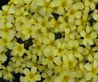 Wood-Sorrel (Oxalis annae) in the Wood Sorrels Database - Garden.org