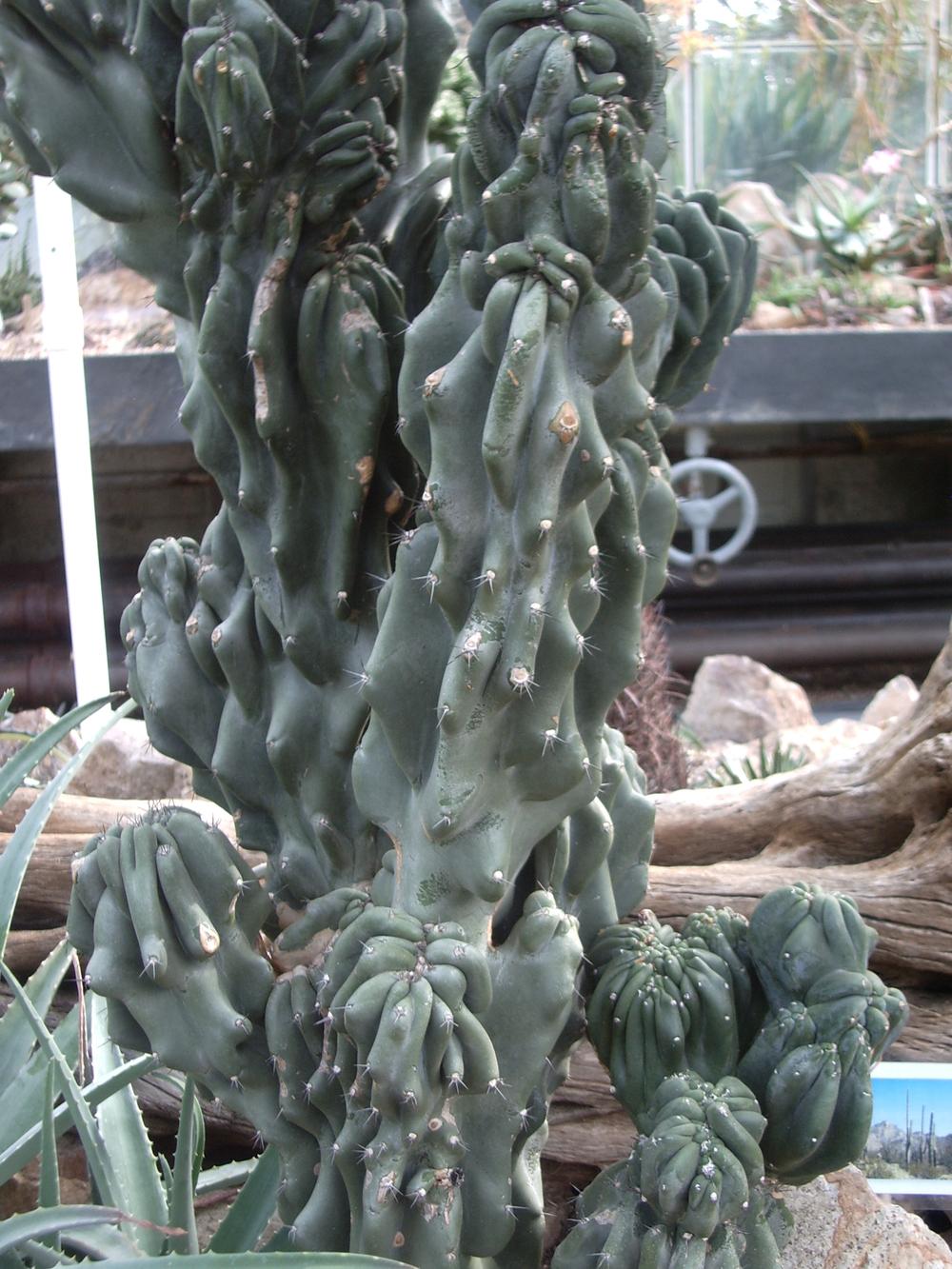 Photo of the entire plant of Monstruosed Hedge Cactus (Cereus ...