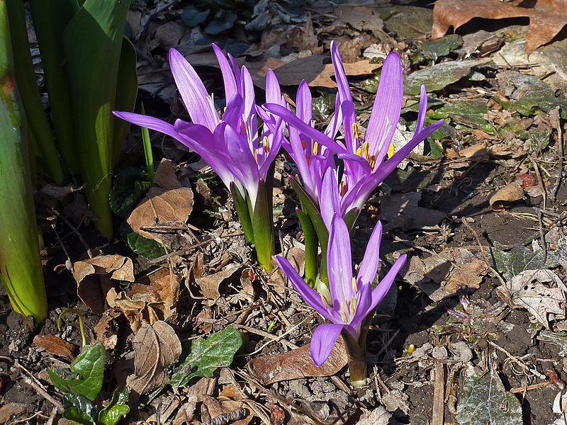 Photo of the bloom of Spring Meadow Saffron (Colchicum bulbocodium ...