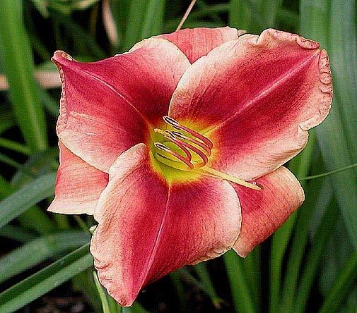 Daylily (Hemerocallis 'Ruby Spice') in the Daylilies Database - Garden.org