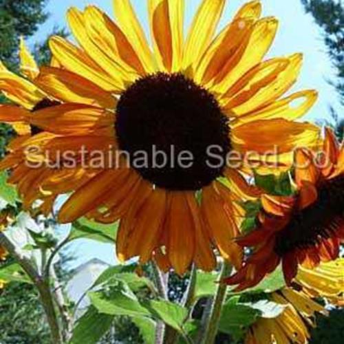 Sunflower (Helianthus annuus 'Indian Blanket') in the Sunflowers ...