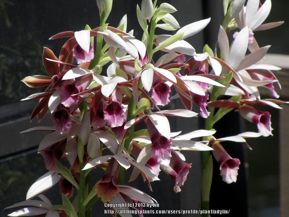 Photo of the bloom of Nun's Cap Orchid (Calanthe tankervilleae) posted ...