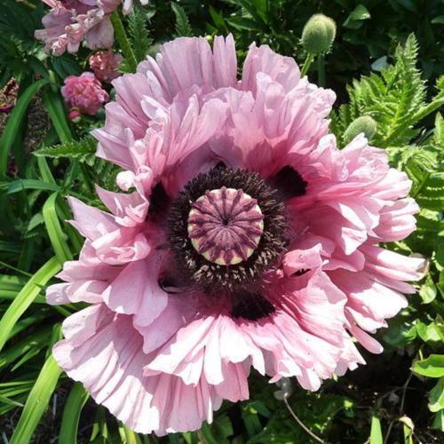 Oriental Poppy (Papaver orientale 'Ruffled Patty') in the Poppies ...