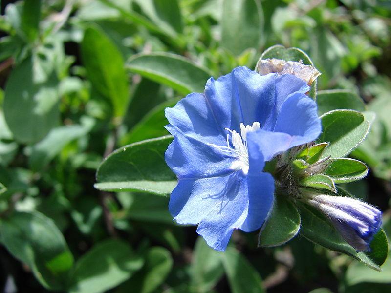 Evolvulus glomeratus subsp. grandiflorus - Garden.org