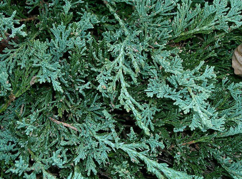 Photo of the leaves of Blue Rug Juniper (Juniperus horizontalis ...