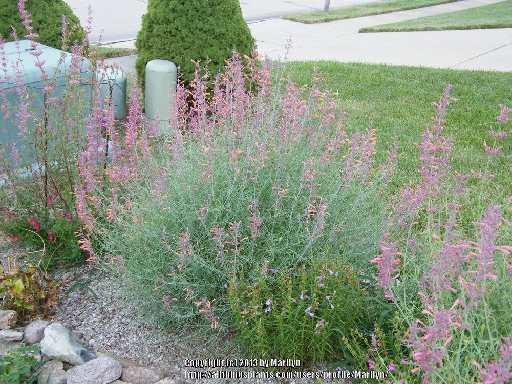 Photo of the bloom of Threadleaf Giant Hyssop (Agastache rupestris ...