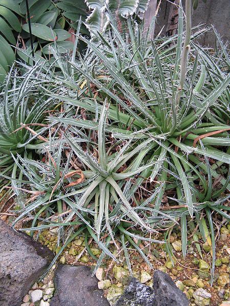 Photo of the leaves of Hummingbird Agave (Agave polianthiflora) posted ...