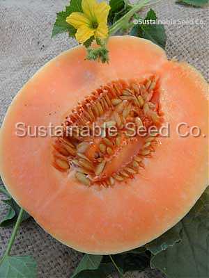 Honey Dew Melon (Cucumis melo var. inodorus 'Honey Dew, Orange Flesh ...