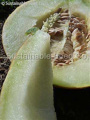 Melon (Cucumis melo var. inodorus 'Collective Farm Woman') - Garden.org
