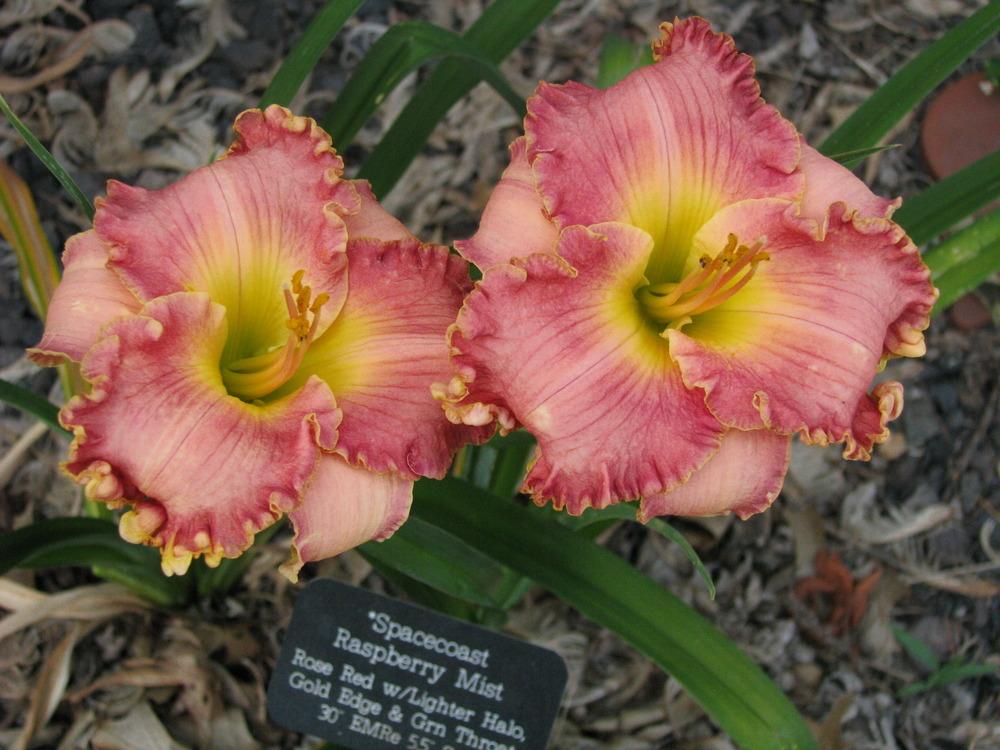 Photo of the bloom of Daylily (Hemerocallis 'Spacecoast Raspberry Mist ...