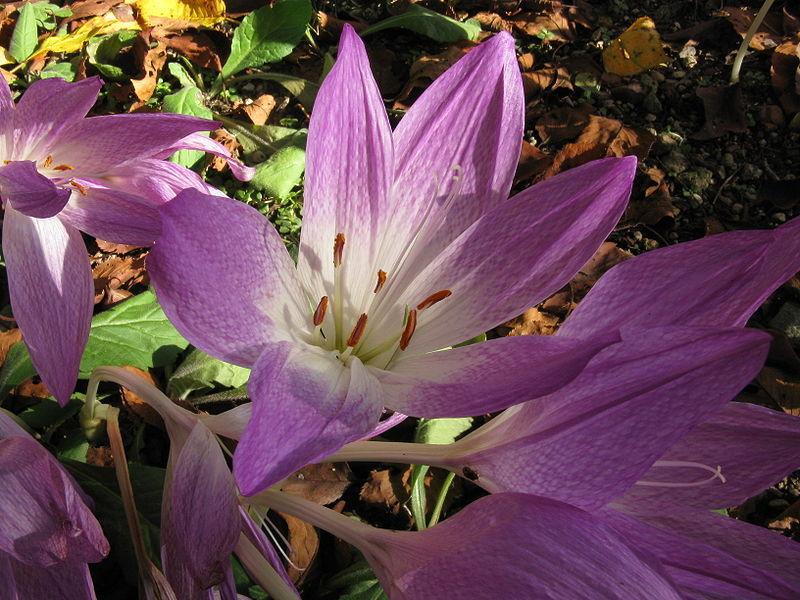 Photo of the bloom of False Autumn Crocus (Colchicum autumnale) posted ...