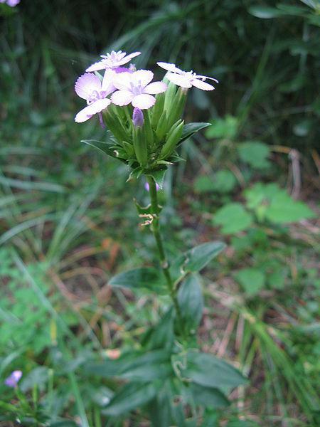 Japanese Dianthus (Dianthus japonicus) in the Dianthus Database ...