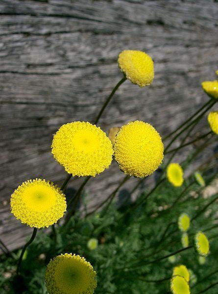 Cotula barbata - Garden.org