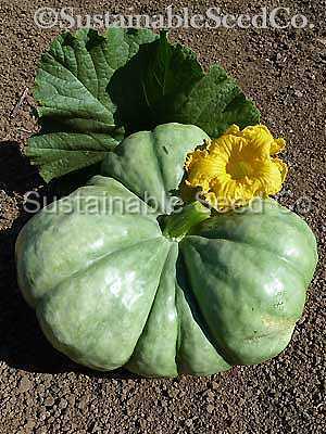 Pumpkin (Cucurbita maxima 'Triamble') in the Gourds, Squashes and ...