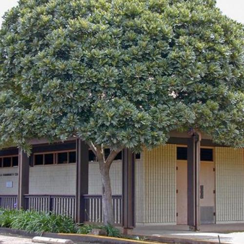 Japanese Fern Tree (Filicium decipiens) - Garden.org