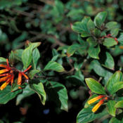 Dwarf Mexican Firebush (Hamelia patens 'Compacta') - Garden.org